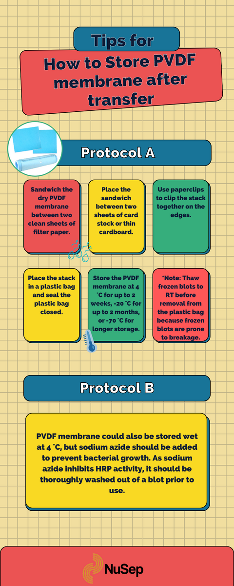 How to Store Western Blot (PVDF) Membrane After Transfer? – NuSep