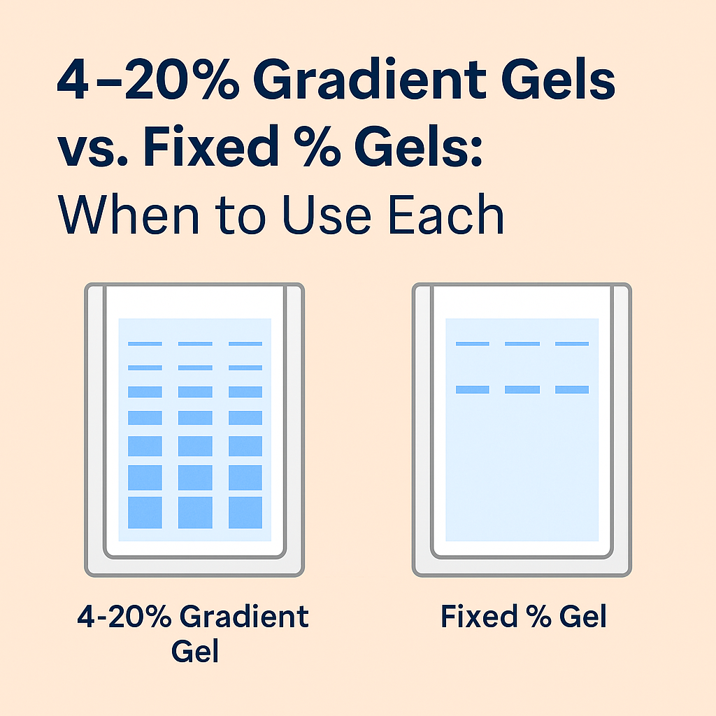 Gradient Gels vs. Fixed % Gels: Which Should You Use? – NuSep